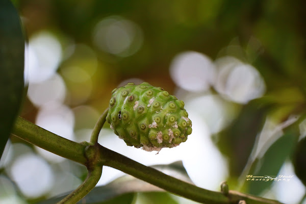 Indian mulberry | Project Noah