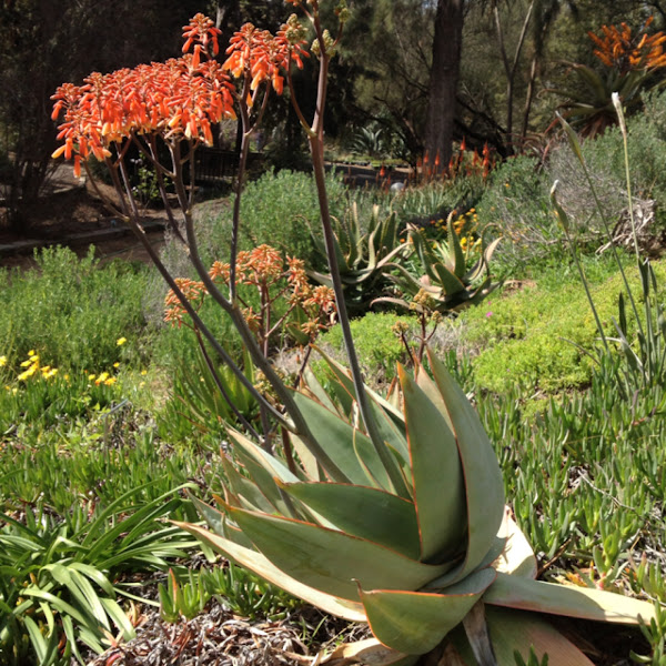 Coral Aloe | Project Noah