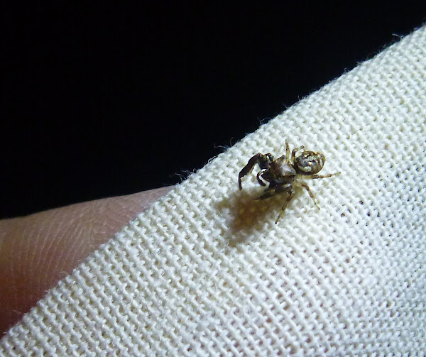 Mini Jumping Spider | Project Noah