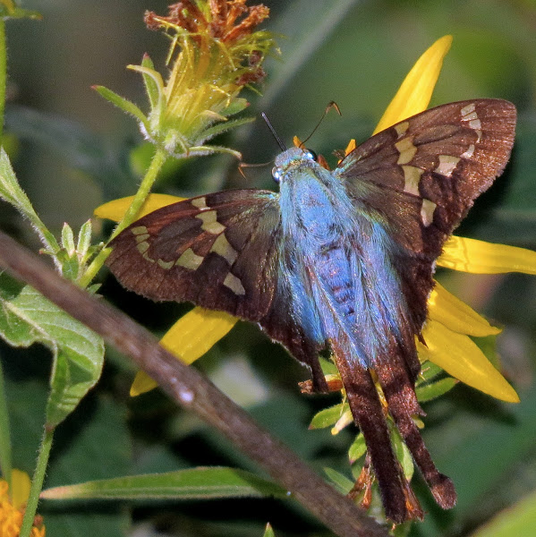 Long tailed skipper | Project Noah