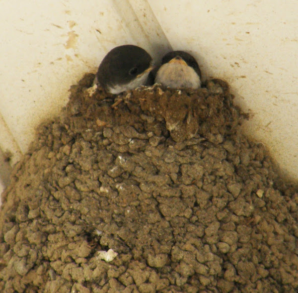 Common house martin (babies) | Project Noah