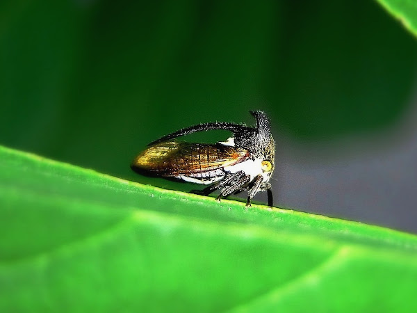 Thorn Mimic Treehopper | Project Noah