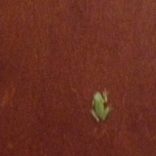 Squirrel Tree Frog | Project Noah