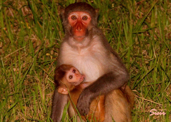 Monkey | Project Noah