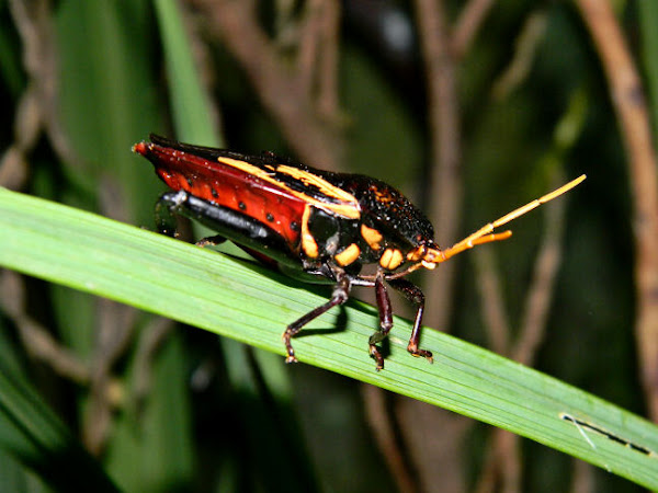 giant shield bug | Project Noah