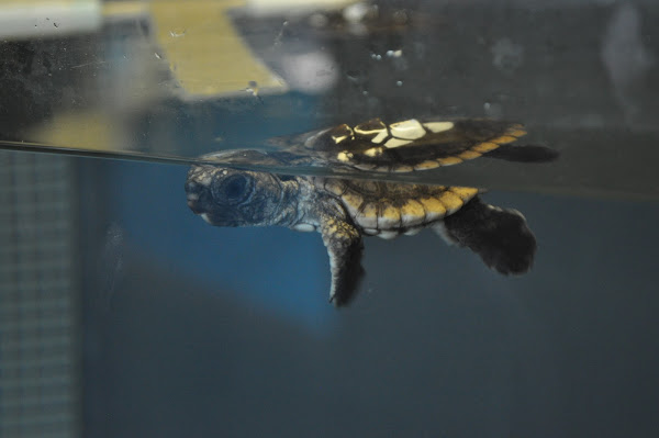 Loggerhead Sea Turtle - hatchling | Project Noah