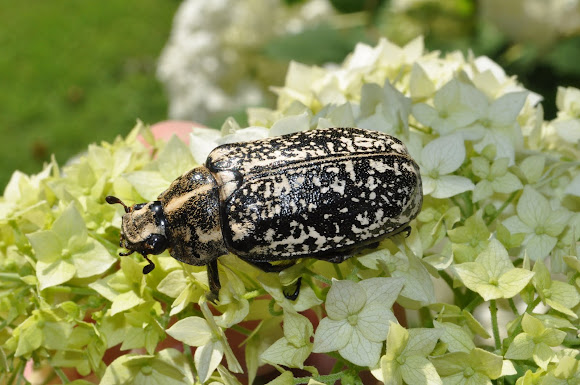 Polyphylla fullo | Project Noah