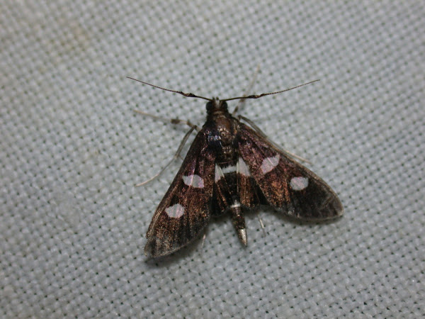 Grape Leaffolder Moth | Project Noah