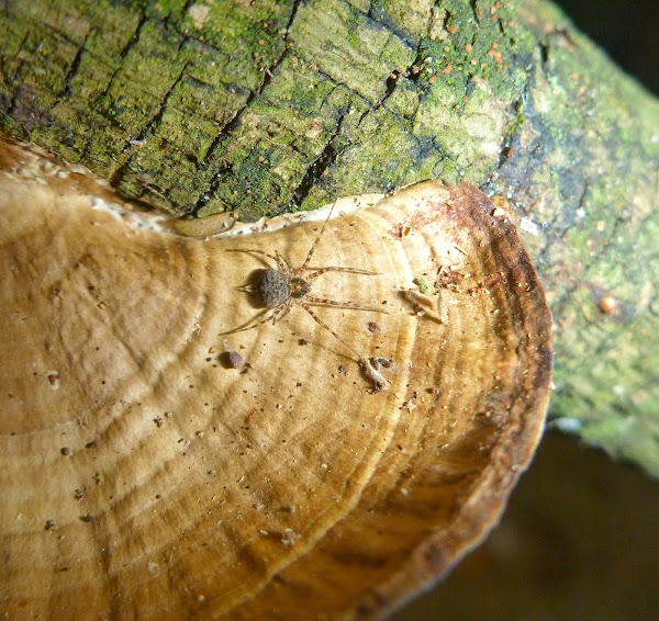 Two Tailed or Tree Trunk Spider | Project Noah