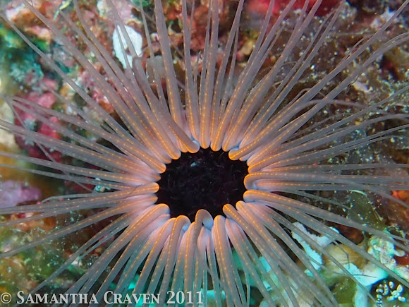 Tube Anemone | Project Noah