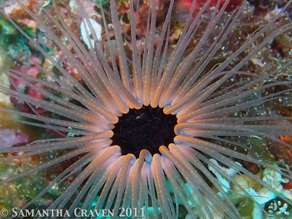 Tube Anemone | Project Noah