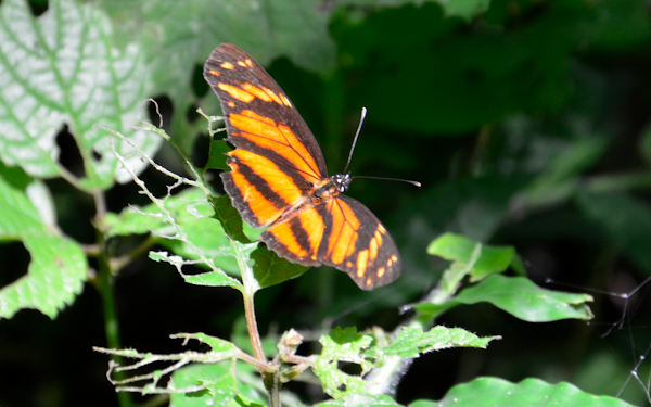 Longwing crescent | Project Noah