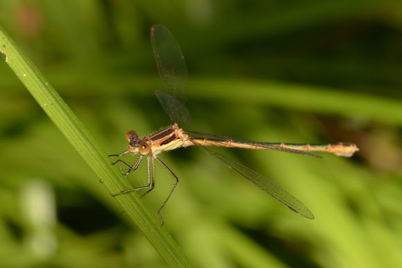 Spread-wing Damselfly | Project Noah