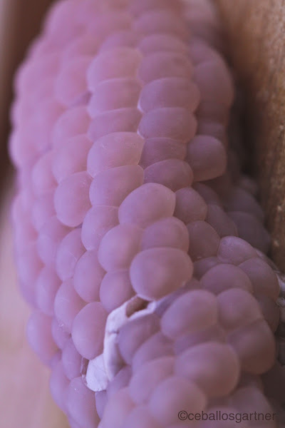 Apple snail | Project Noah