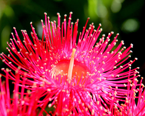 Summer Red Eucalyptus | Project Noah