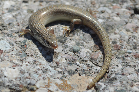 Ocellated Skink | Project Noah
