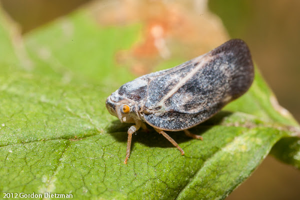 Citrus Flatid Planthopper | Project Noah