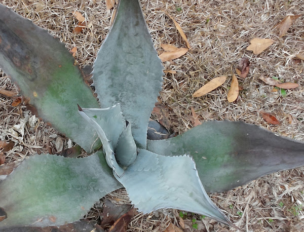 Century Cactus Plant | Project Noah