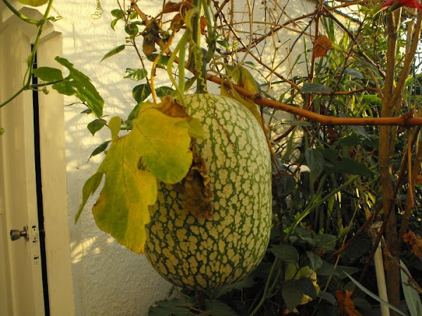 Alcayota | Project Noah