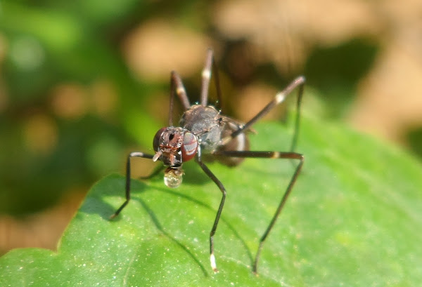 Stilt-legged fly | Project Noah