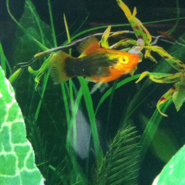 Red-tailed Black Variatus | Project Noah