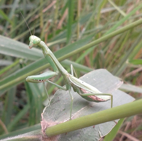 Campamocha o mantis o matacaballo | Project Noah