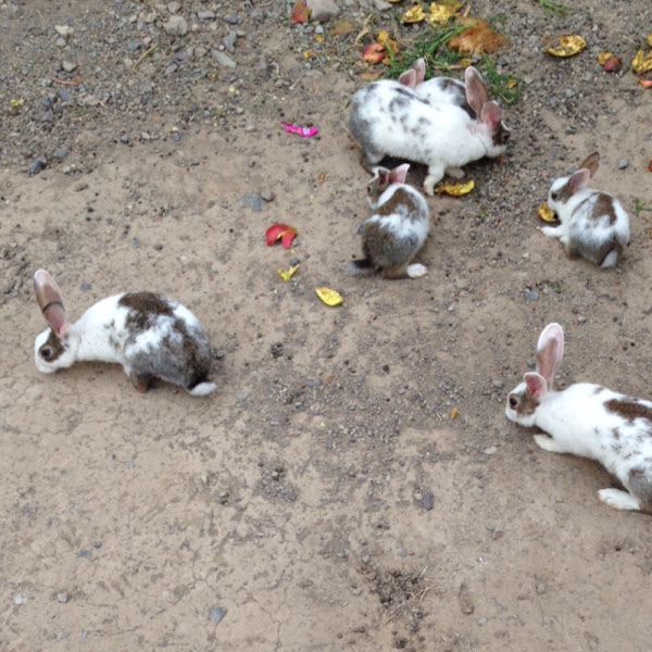 Rabbit | Project Noah