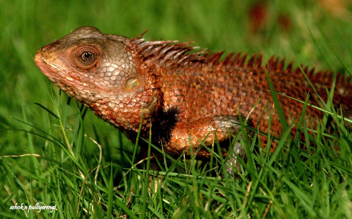 Oriental Garden Lizard | Project Noah