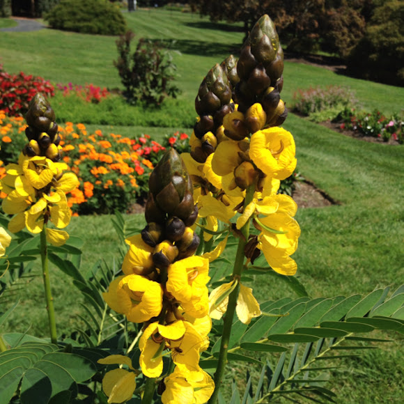 Popcorn Plant | Project Noah