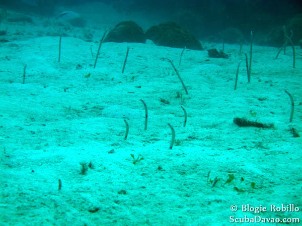 Spotted Garden Eel | Project Noah