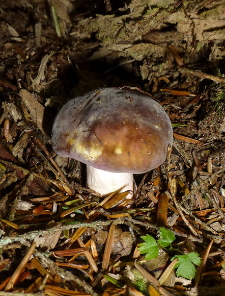 Boletus | Project Noah