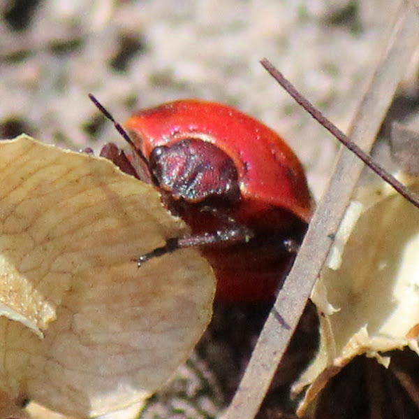 Ground Shield Bug | Project Noah