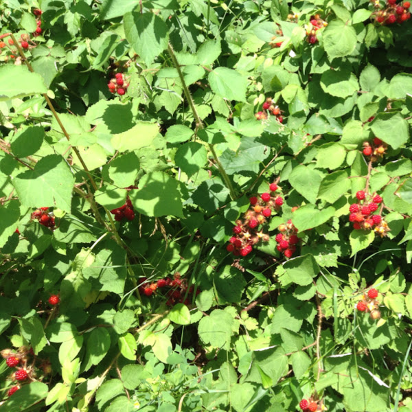 Red Raspberry | Project Noah