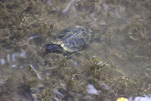 Pond Slider | Project Noah