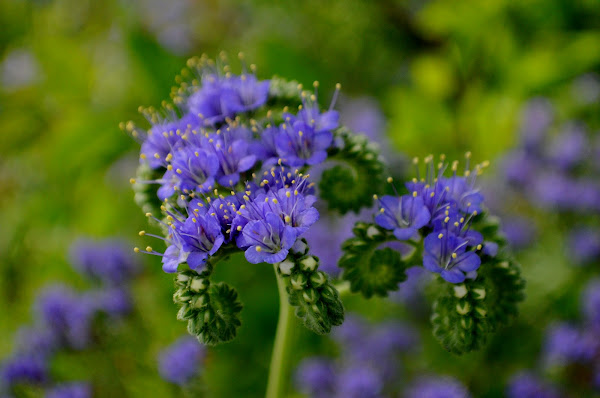 Blue Curls wildflower | Project Noah
