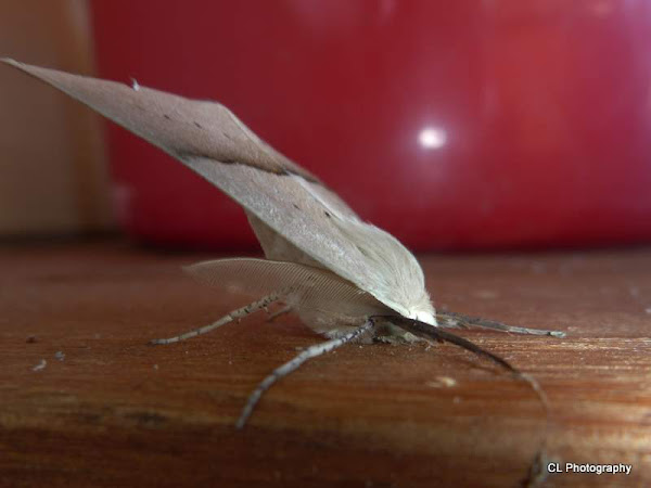 Fallen Bark Looper | Project Noah