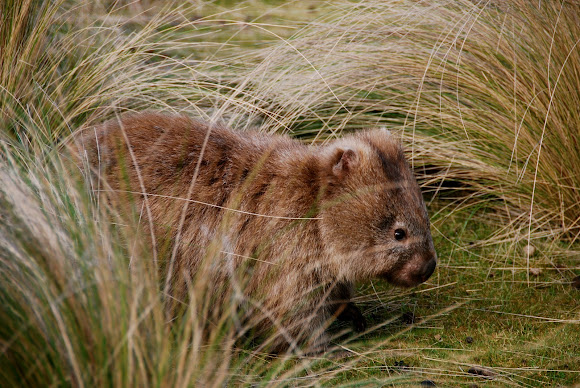 Wombat | Project Noah