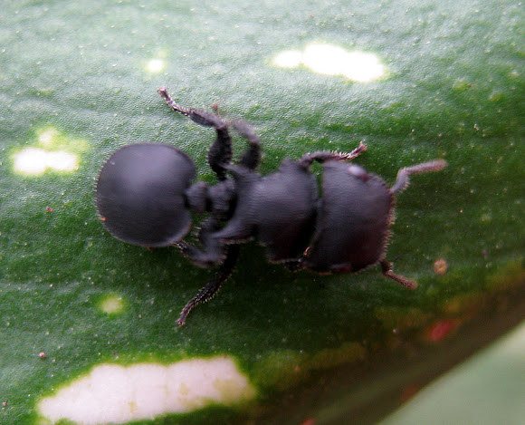 Armored Ant | Project Noah