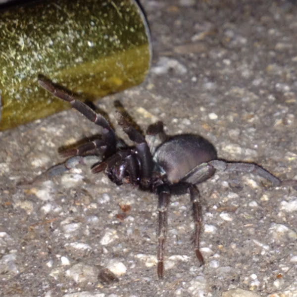 Turret Spider | Project Noah