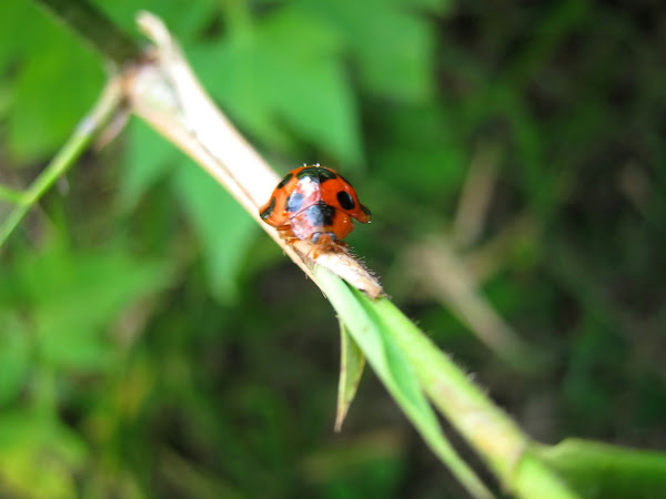 Giant Bamboo Ladybird | Project Noah