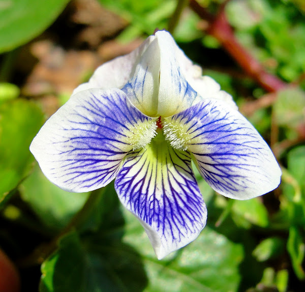 Wild Violet | Project Noah