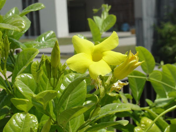 Wild Allamanda / Yellow Mandevilla | Project Noah