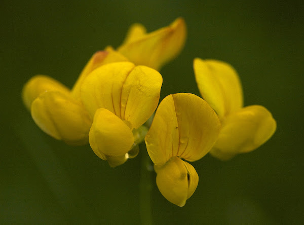 Birdsfoot Deer-vetch | Project Noah