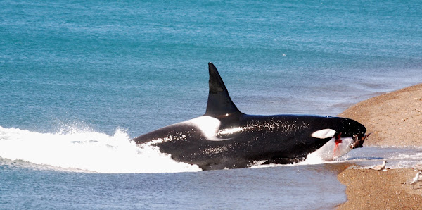 Orca (Killer Whale) | Project Noah