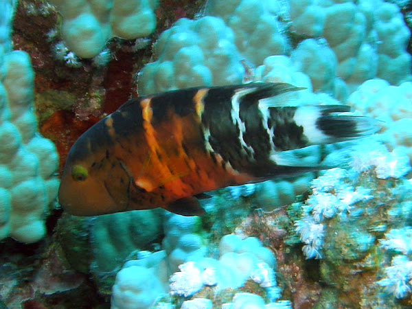 Red breasted splendor wrasse | Project Noah