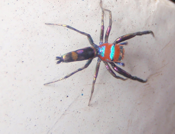 Elegant Golden Jumping Spider | Project Noah