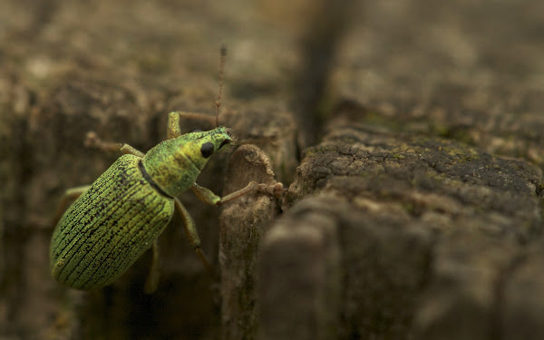 Pale Green Weevil | Project Noah