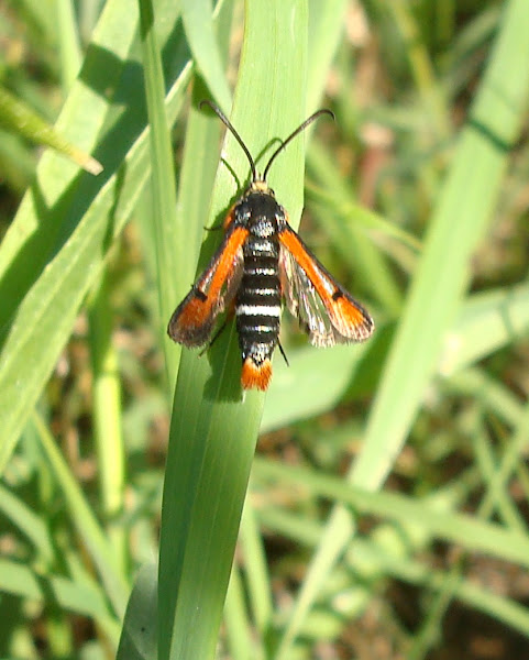 Fiery Clearwing Moth | Project Noah