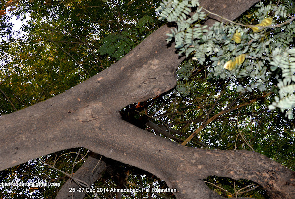 Lebbeck, Lebbek Tree, Flea Tree, Frywood, Koko, Woman's Tongues Tree ...