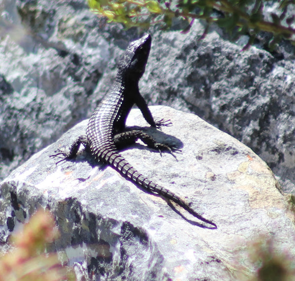 Black Girdled Lizard | Project Noah